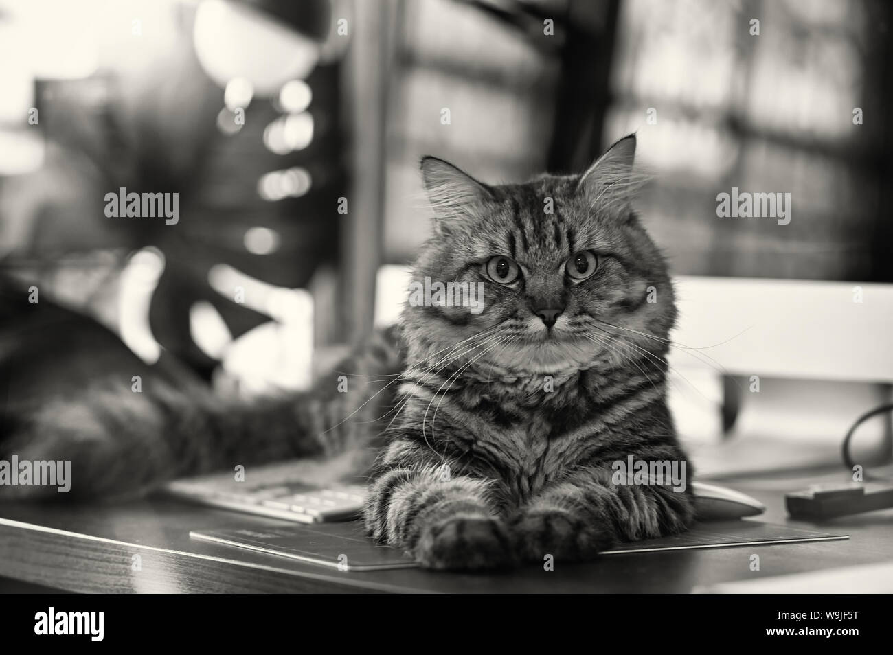 Kitten sitting on a desk hi-res stock photography and images - Alamy