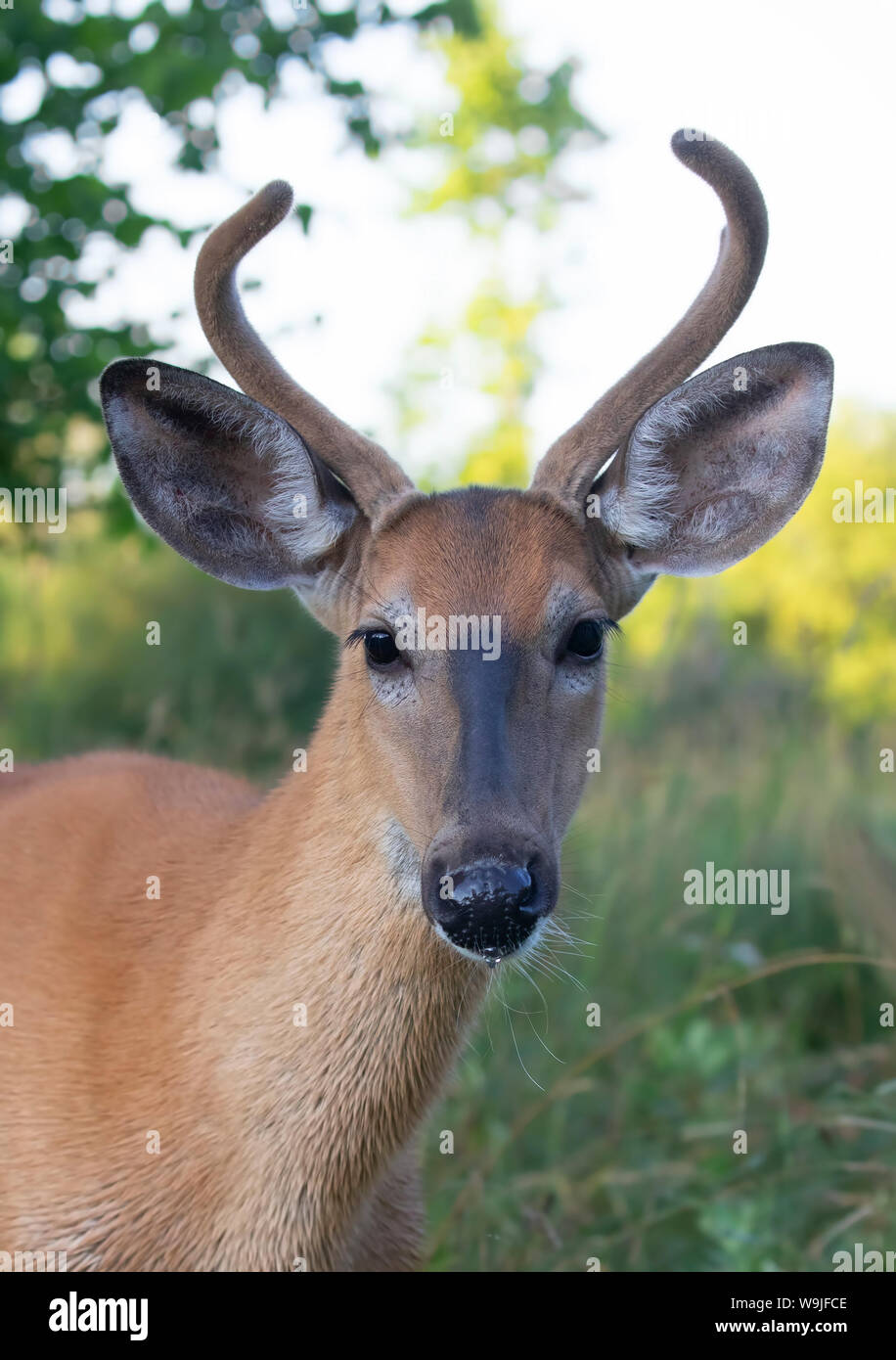 Friendly buck hi-res stock photography and images - Alamy