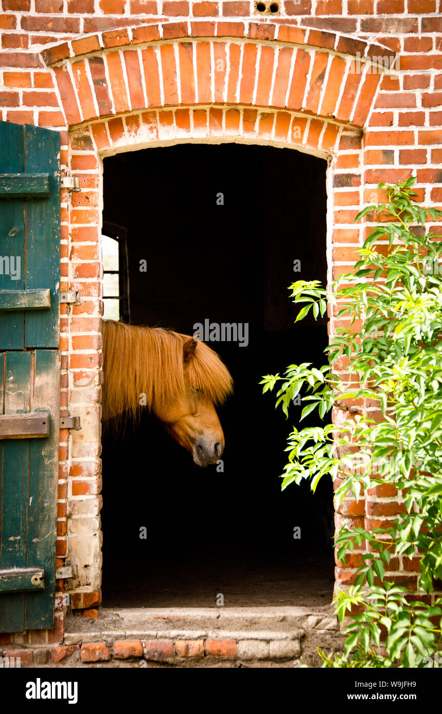 A horse looks out of it`s stable. The building is of red old bricks ...