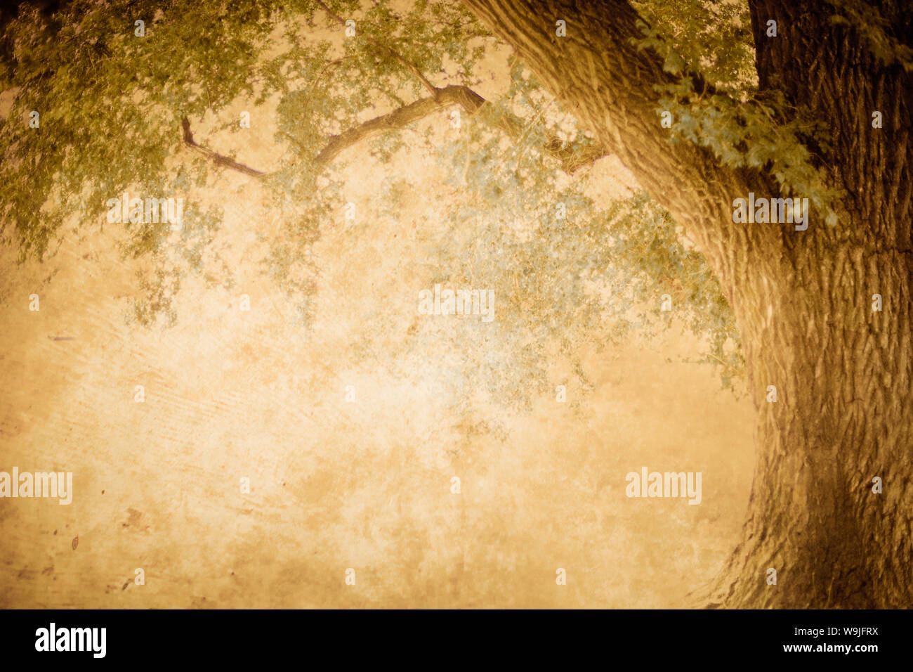 Vintage Tree Textured Stock Photo - Alamy