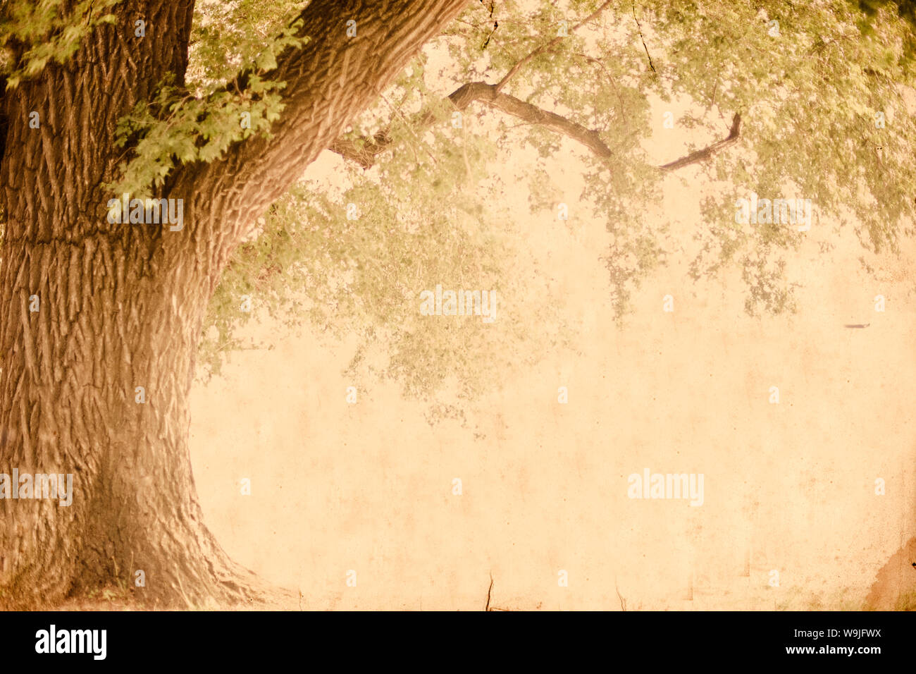 Vintage tree hi-res stock photography and images - Alamy