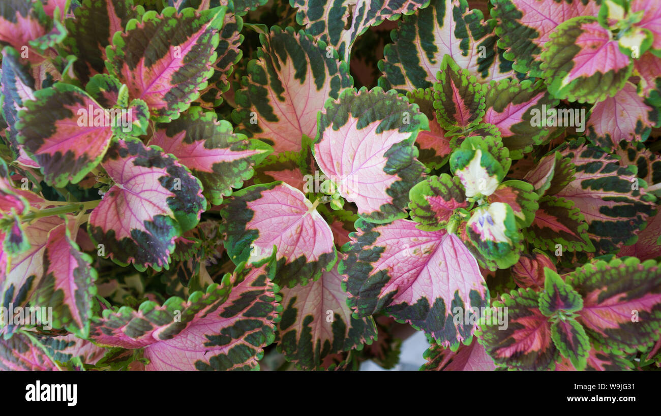 Full frame of red fern plant Stock Photo - Alamy