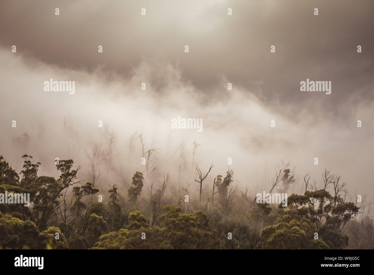 Rainforest in Australia with fog Stock Photo - Alamy