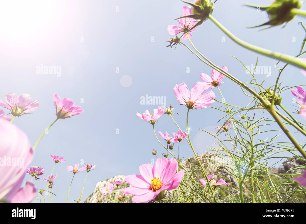 Beautiful cosmos flower sunrise hi-res stock photography and images - Alamy