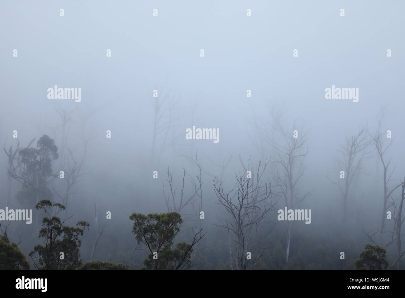 Rainforest in Australia with fog Stock Photo - Alamy