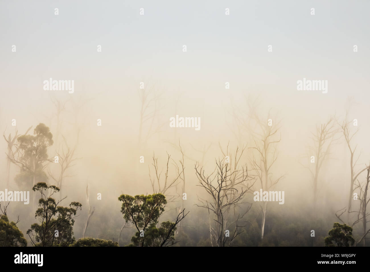 Rainforest in Australia with fog Stock Photo - Alamy