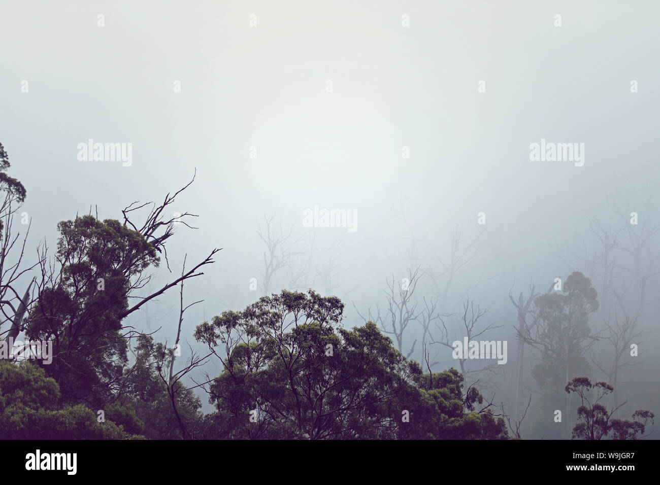 Rainforest in Australia with fog Stock Photo - Alamy
