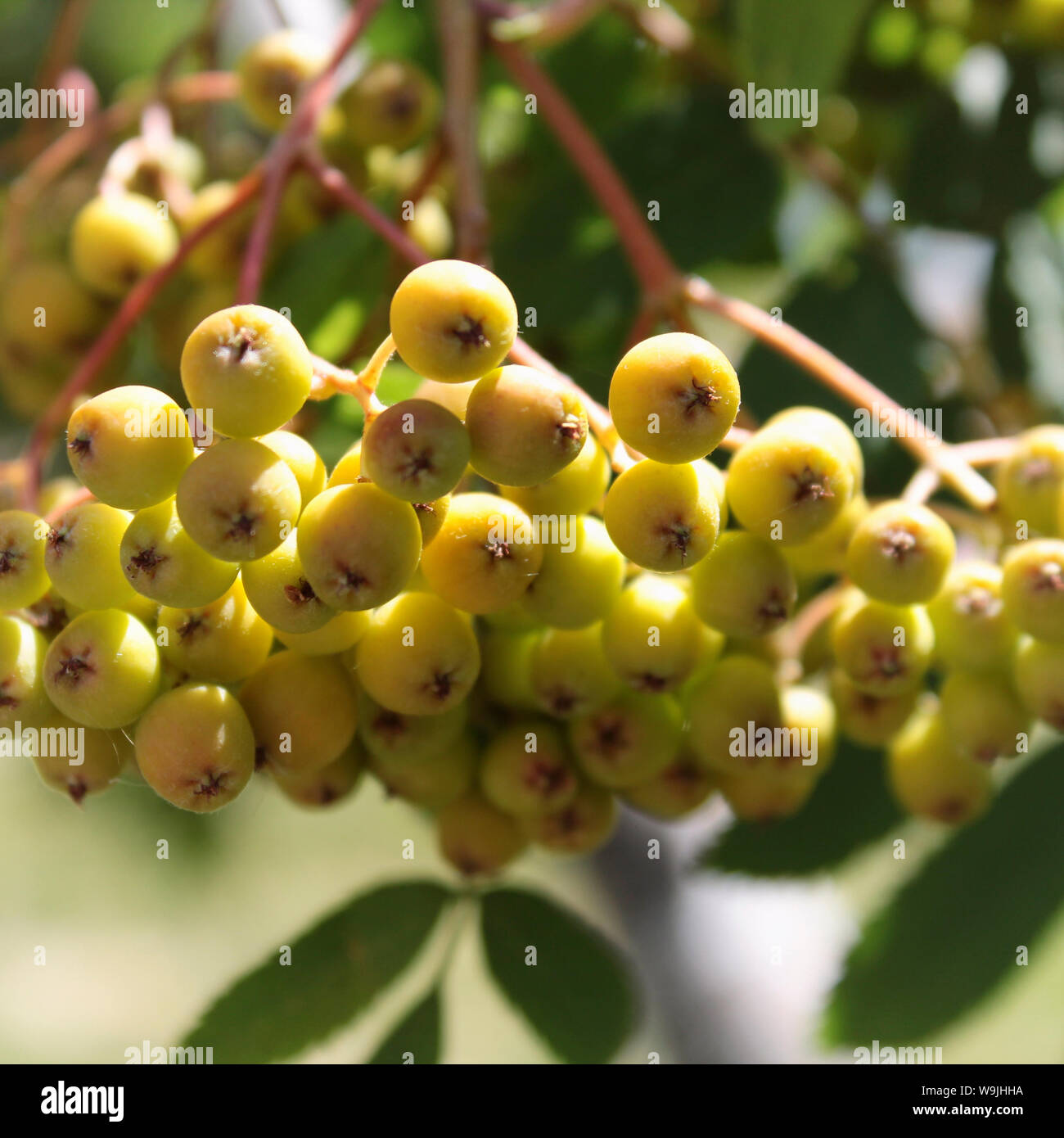 Rowan berry. Mountain ash. Summer tree. Berry background Stock Photo ...