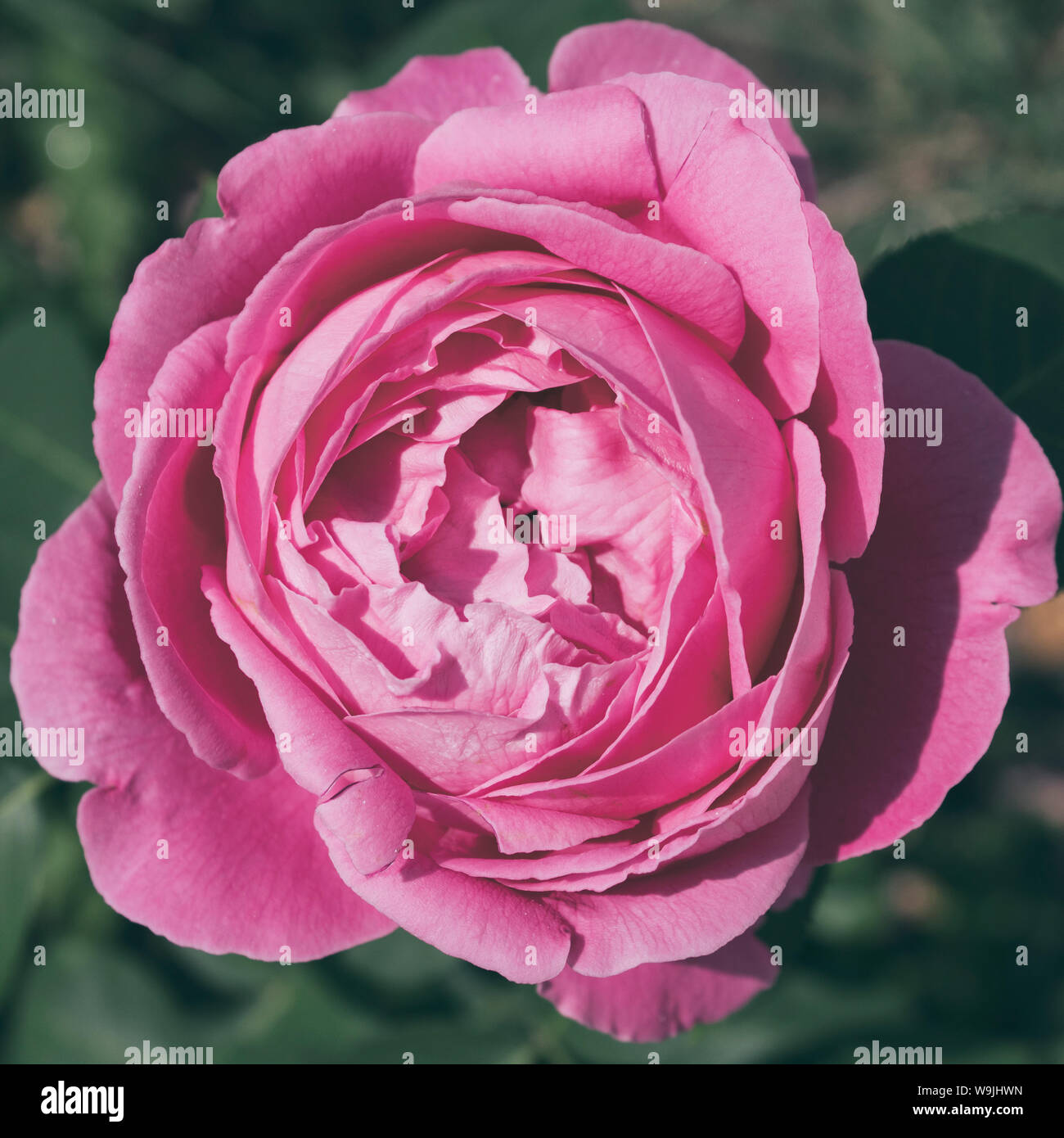 Pink rose. Garden rose. Rose background. Pink flower. Rose Stock Photo ...