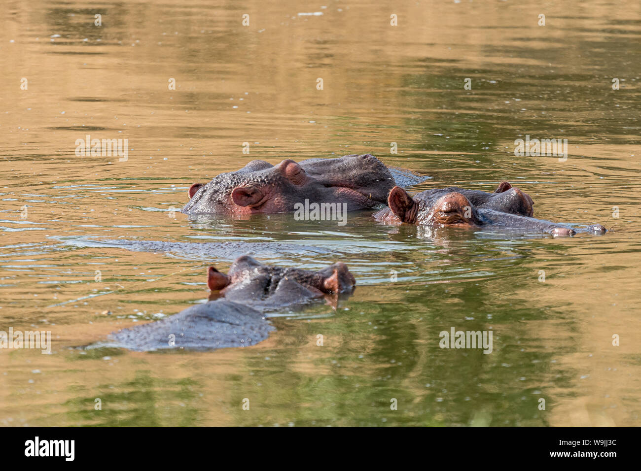 Three common hippos, Hippopotamus amphibius, sleeping in water Stock ...