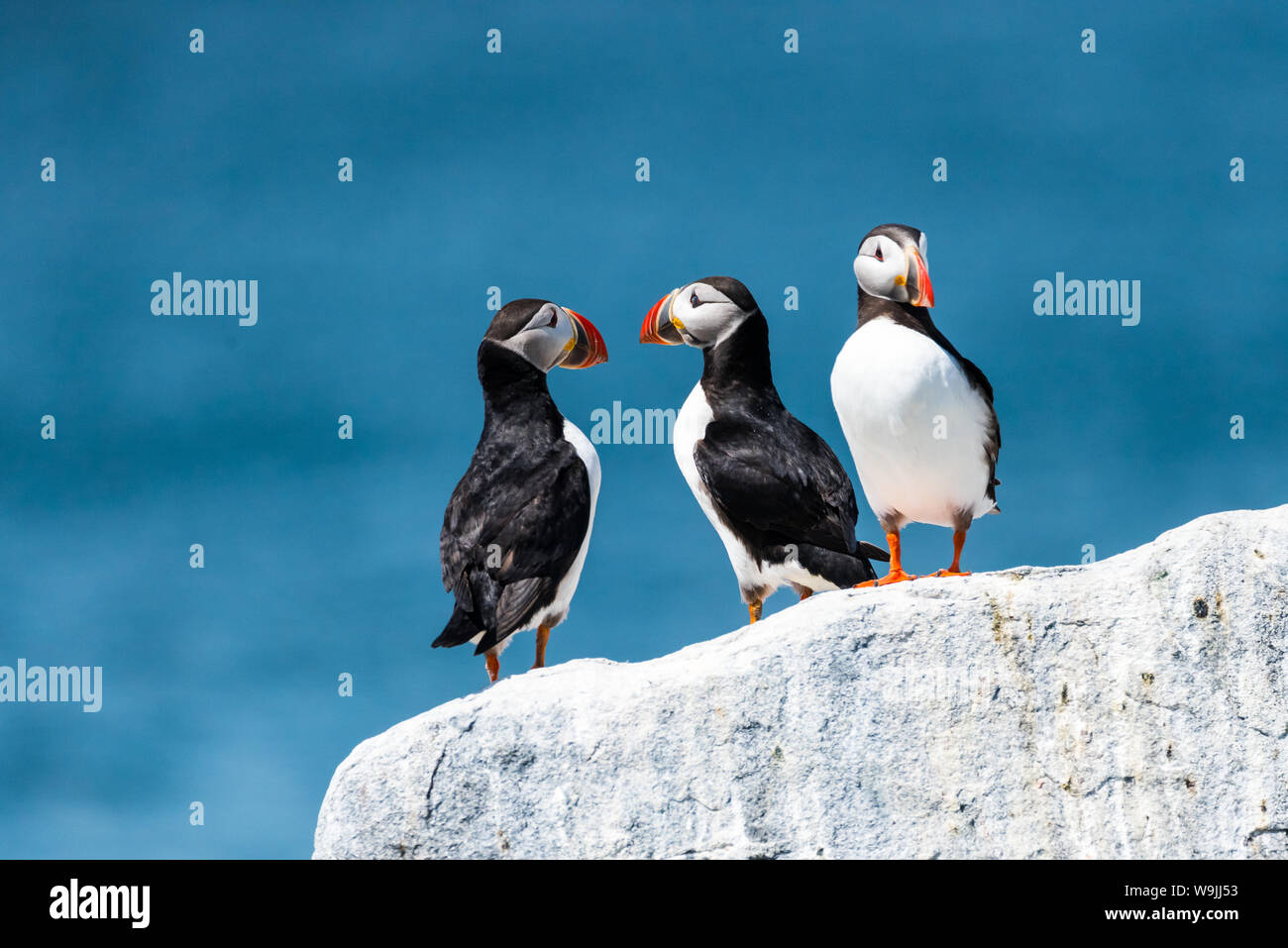 Seabirds On Rock High Resolution Stock Photography and Images - Alamy