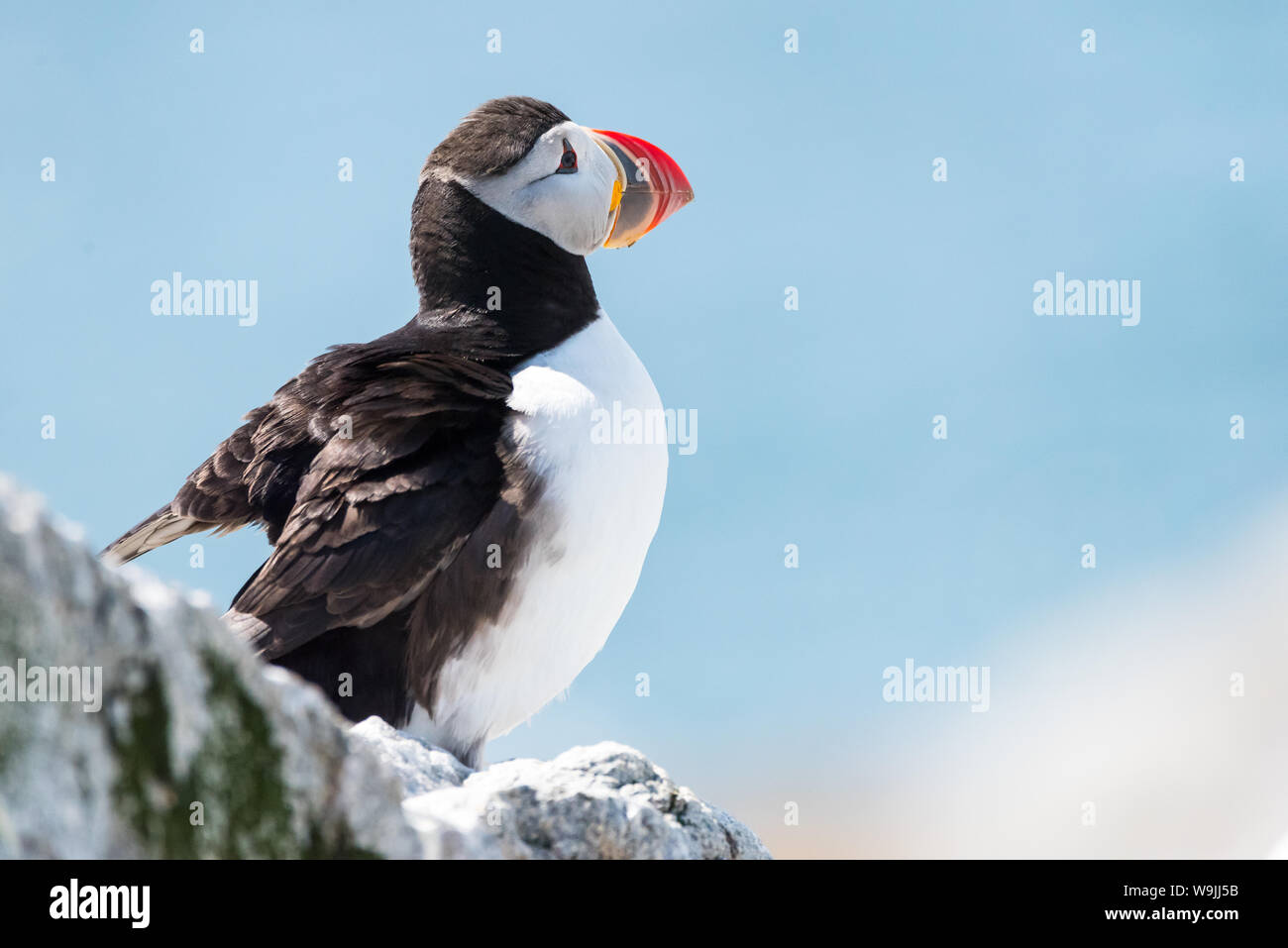 Atlantic Puffin looking out at sea from Machias Seal Island in Maine ...