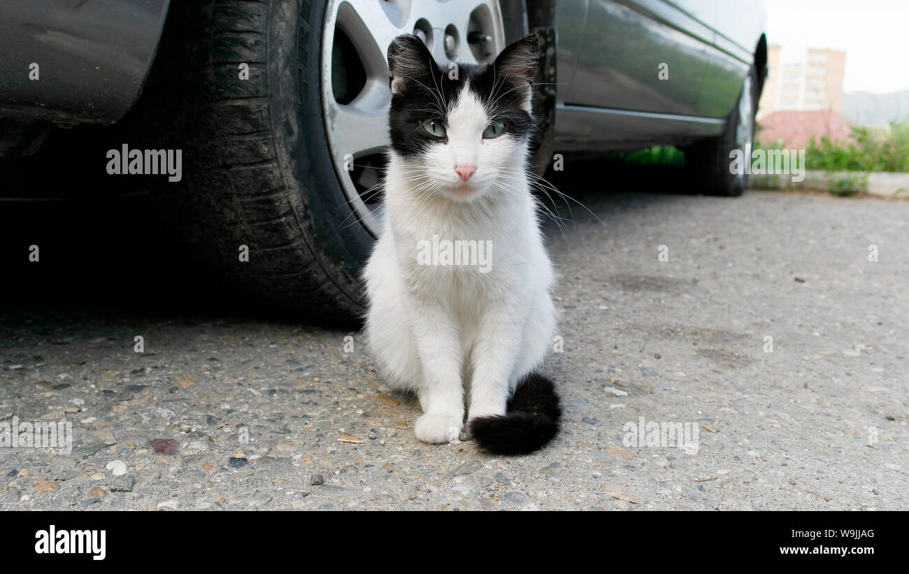 Kitten portrait. Observing cat. Cat background. Cat Stock Photo - Alamy