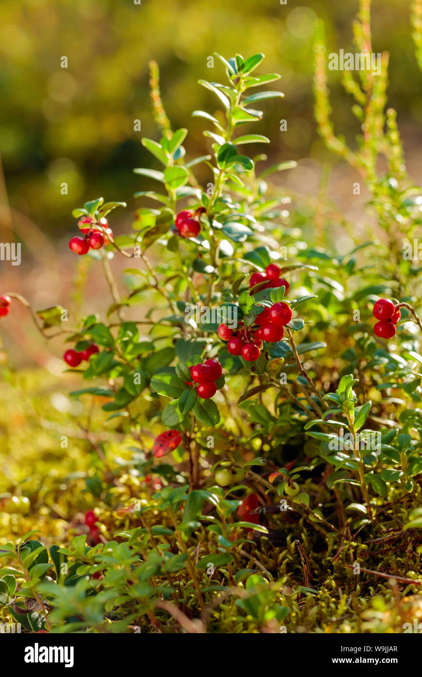 Red cowberry, lingonberry or partridgeberry. Forest natural background ...