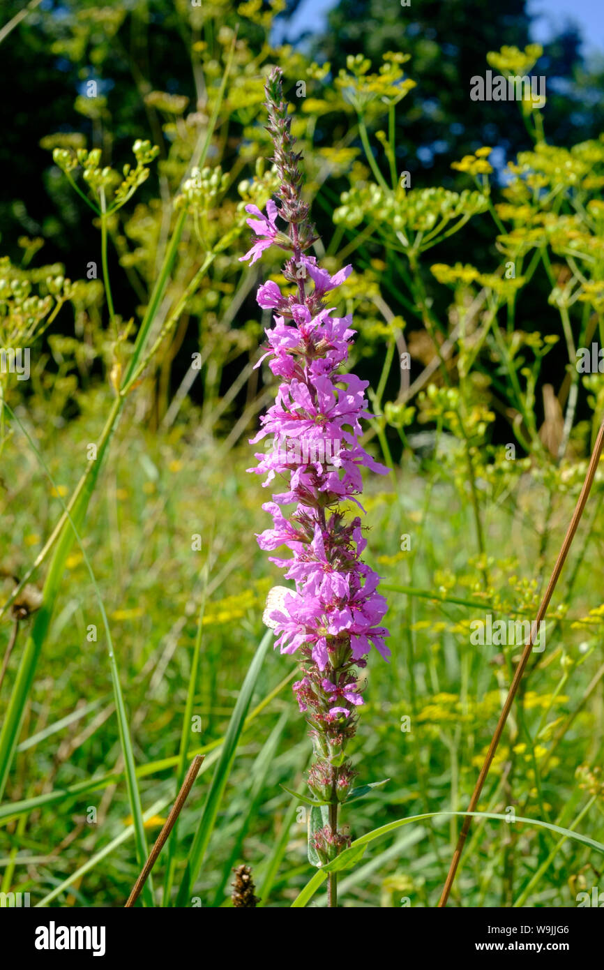 invasive wildflower weed purple loosestrife lythrum salicaria growing ...
