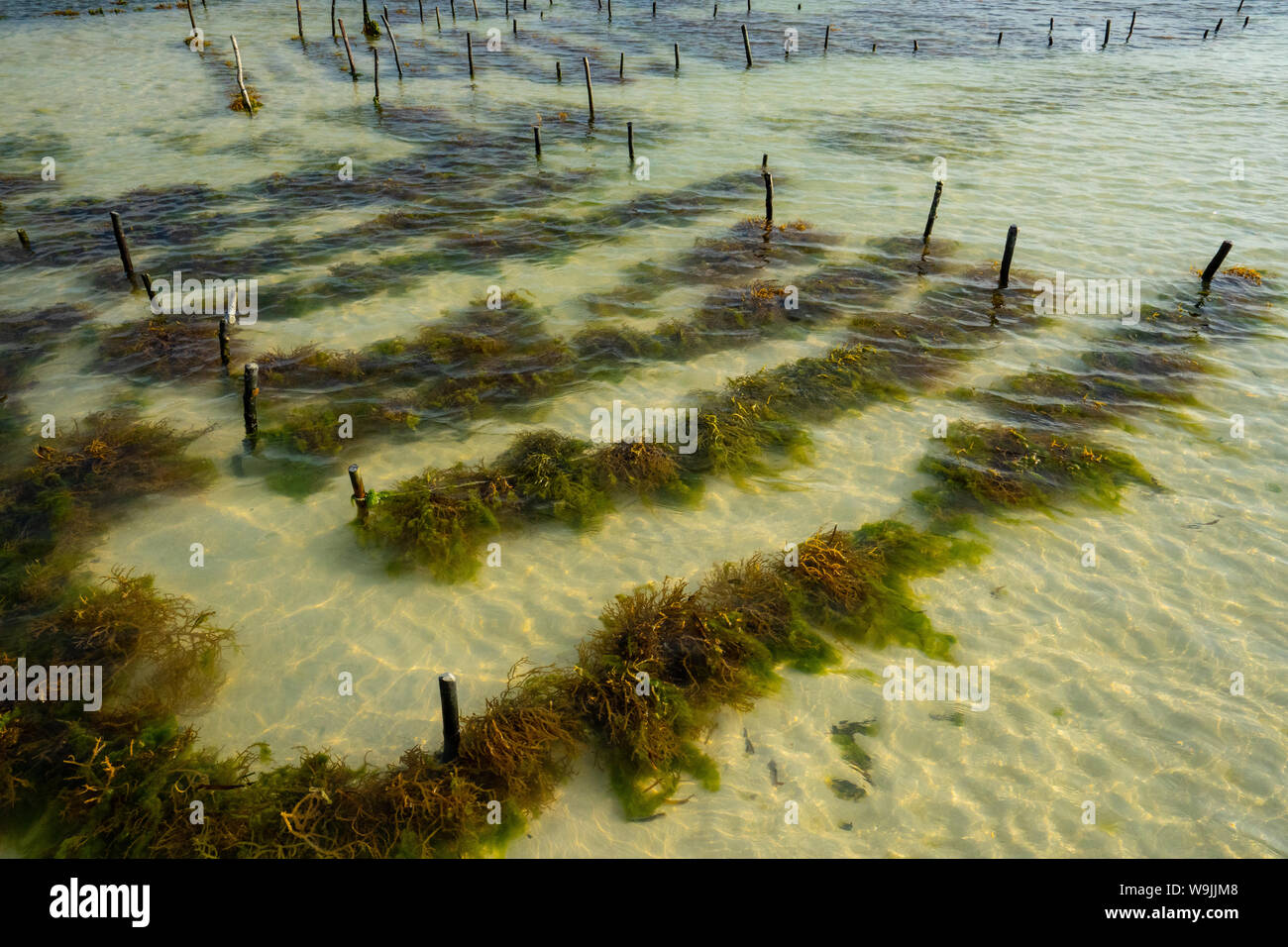 Algae culture hi-res stock photography and images - Alamy