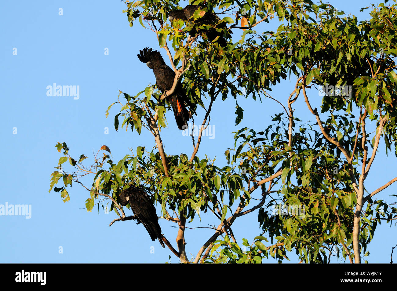 Cacatuide hi-res stock photography and images - Alamy