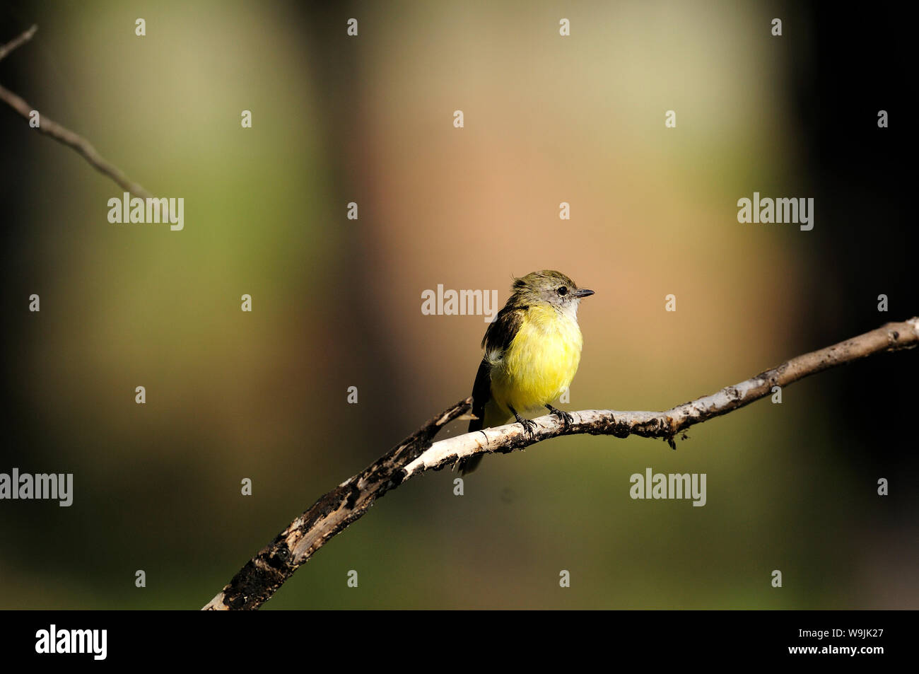 Microeca flavigaster kakadu national park hi-res stock photography and ...