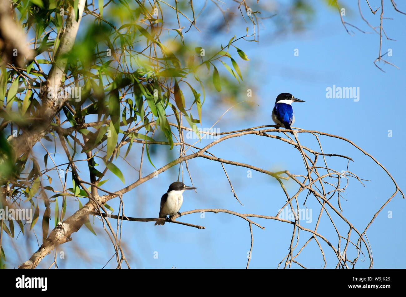 Halcyon bird hi-res stock photography and images - Alamy
