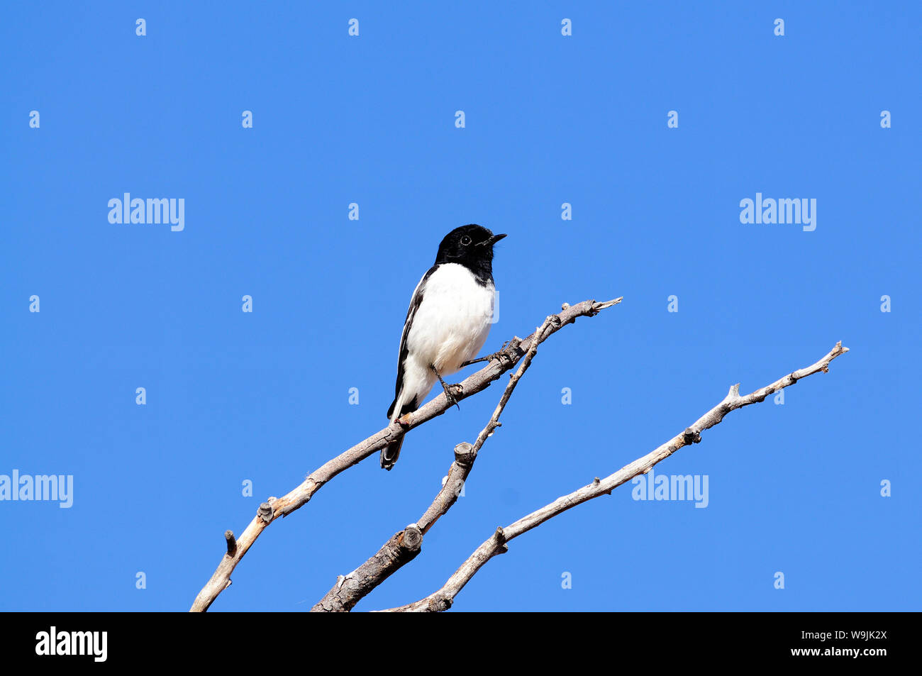 Ti tree hi-res stock photography and images - Alamy