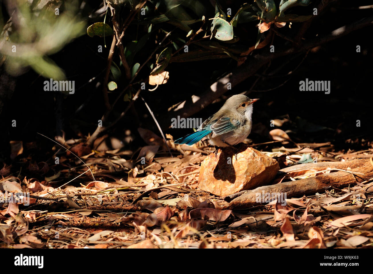 Malurus splendens hi-res stock photography and images - Alamy