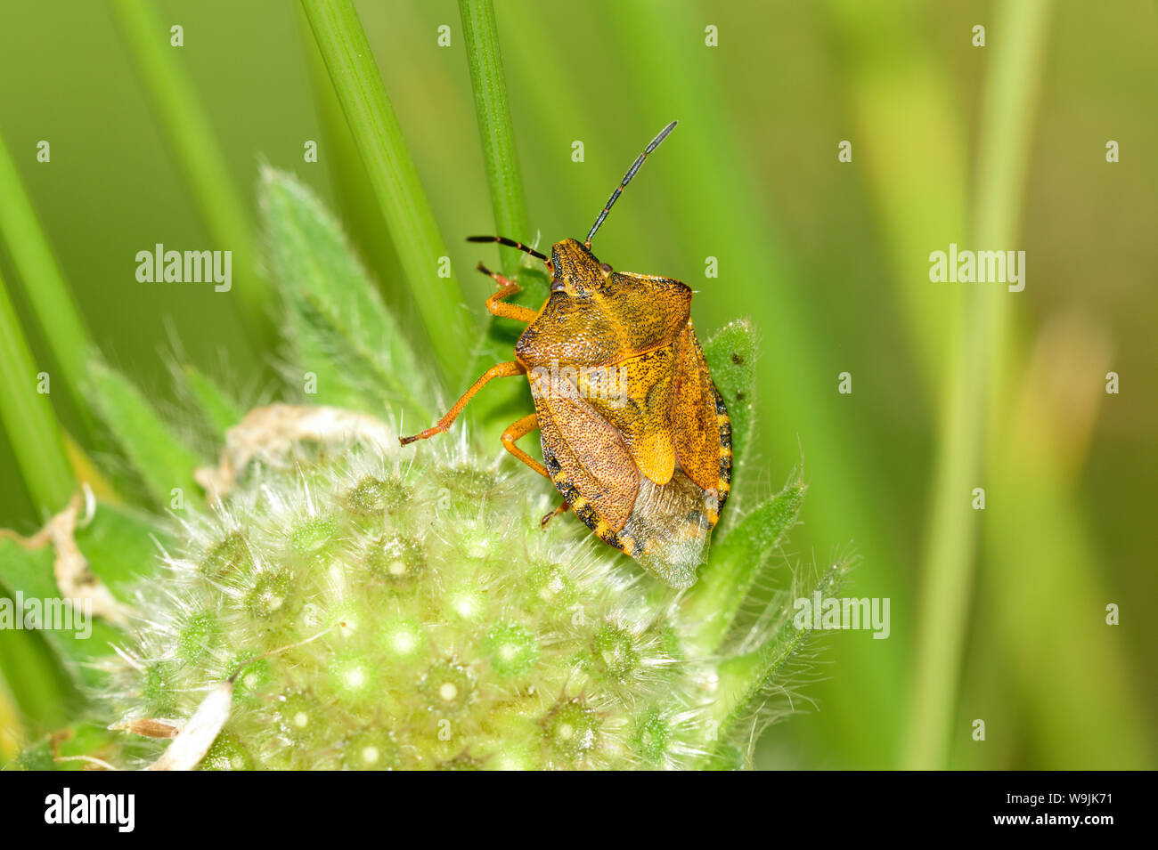 Rabius hi-res stock photography and images - Alamy