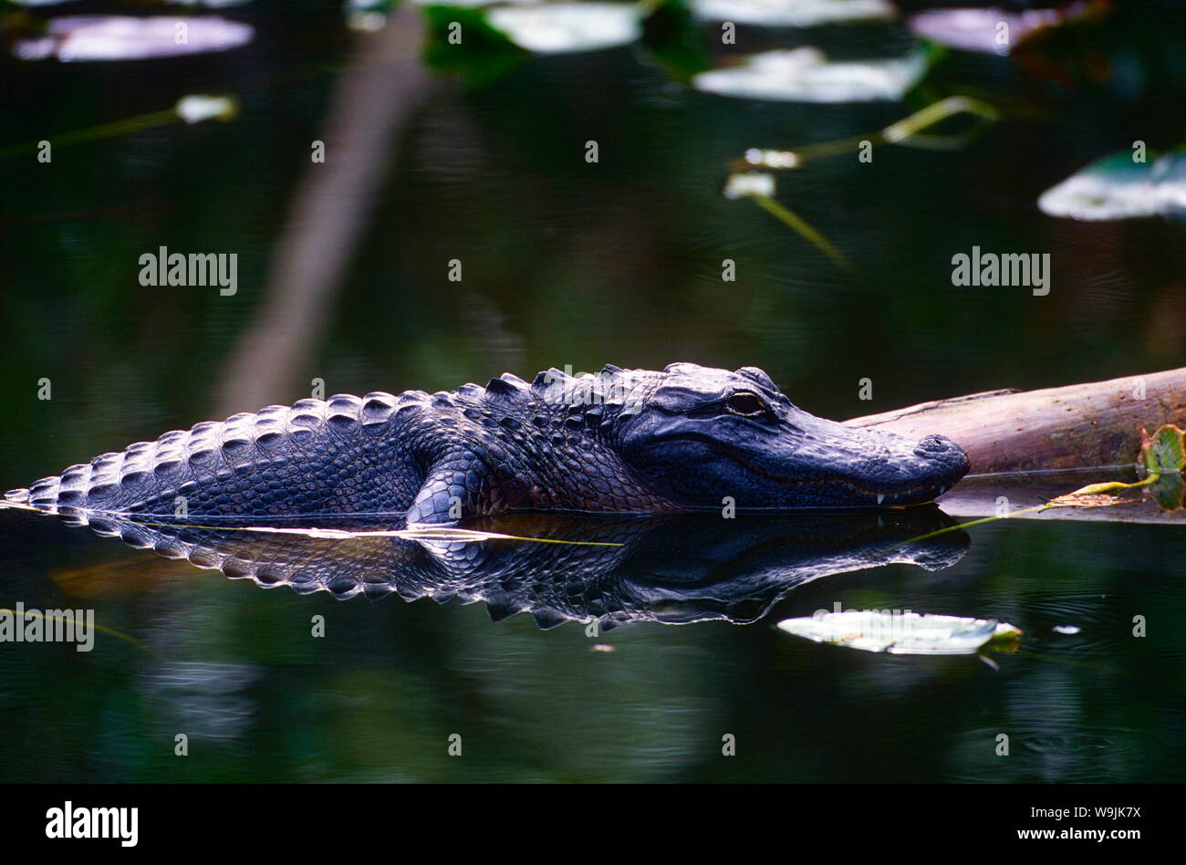Alligatoridae mississippiensis hi-res stock photography and images - Alamy