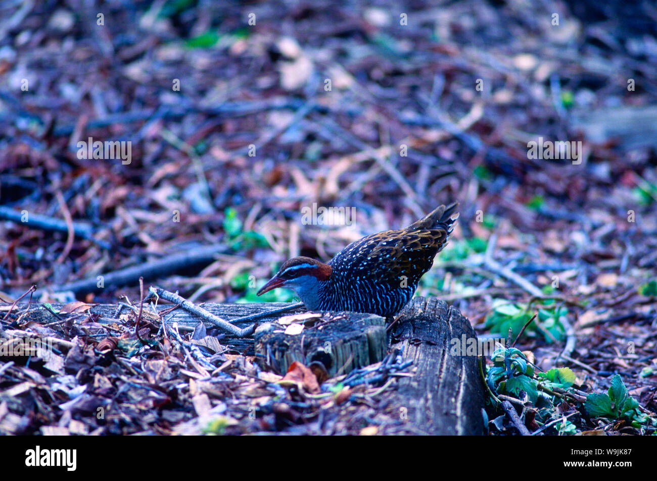 Philippensis hi-res stock photography and images - Alamy