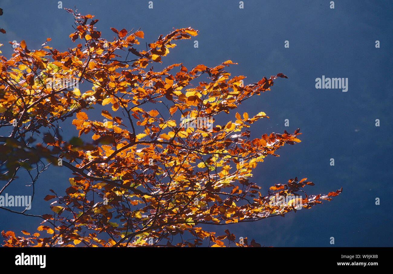 Fagus sylvatica fagaceae hi-res stock photography and images - Alamy