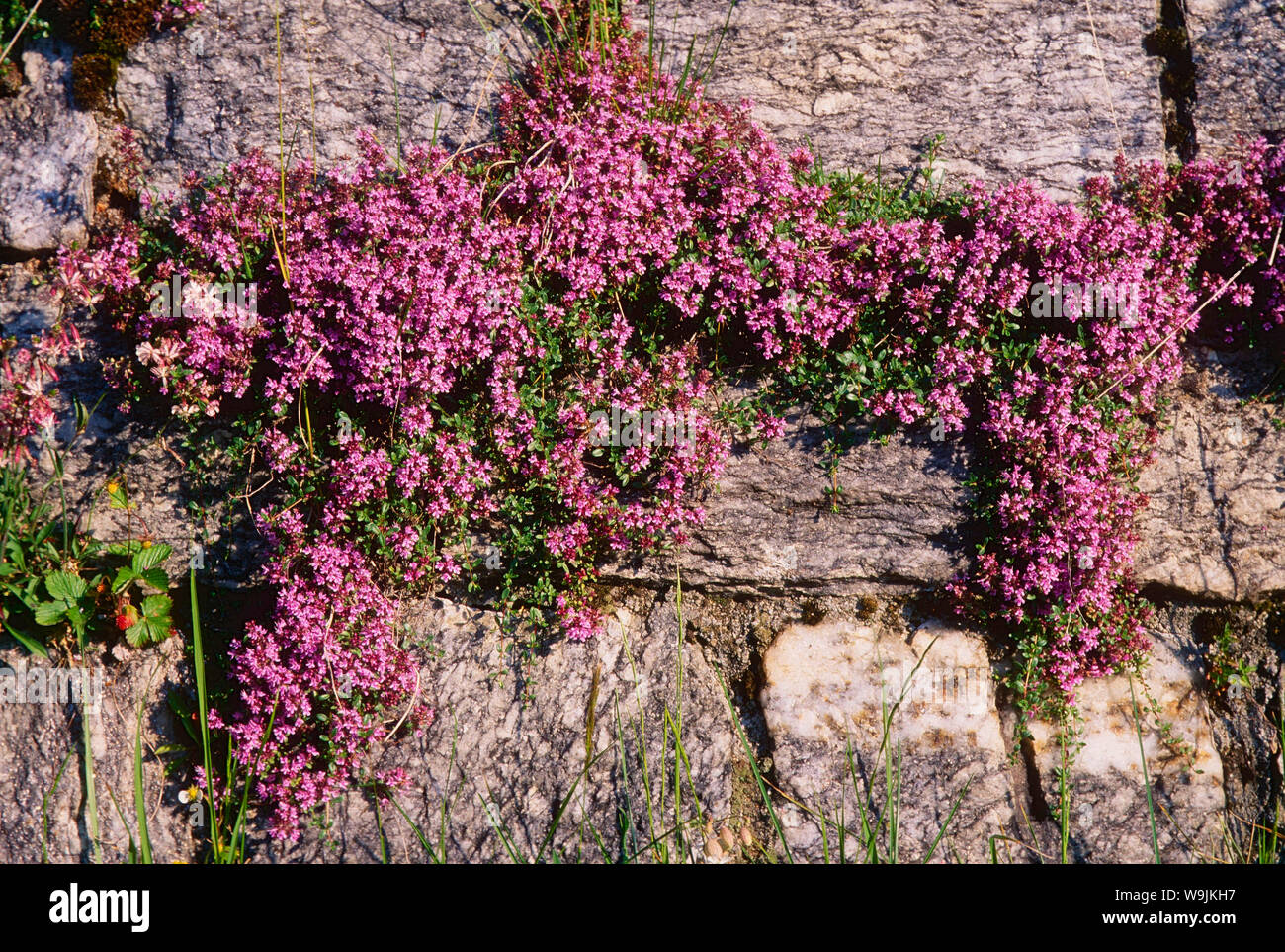 Thymus polytrichus hi-res stock photography and images - Alamy