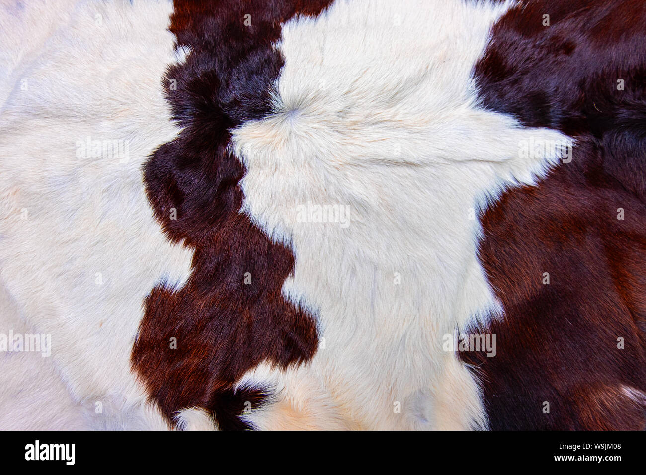 Texture of brown Cow skin coat with fur black white and brown spots ...