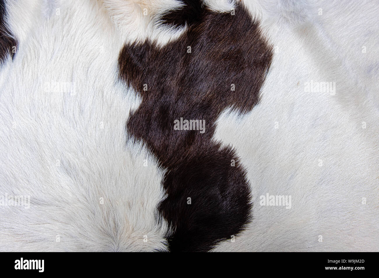 Texture of brown Cow skin coat with fur black white and brown spots ...