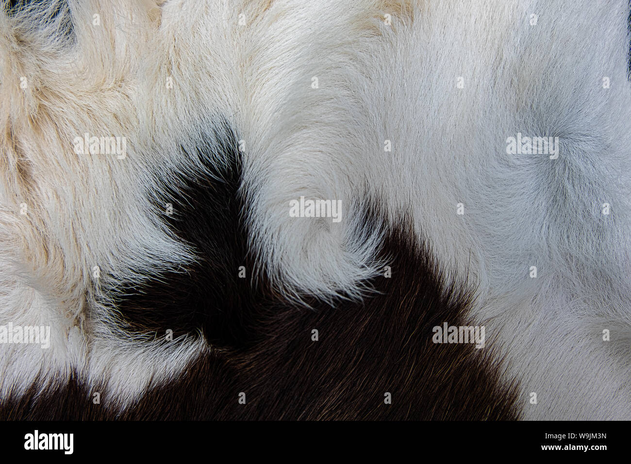 Texture of brown Cow skin coat with fur black white and brown spots ...