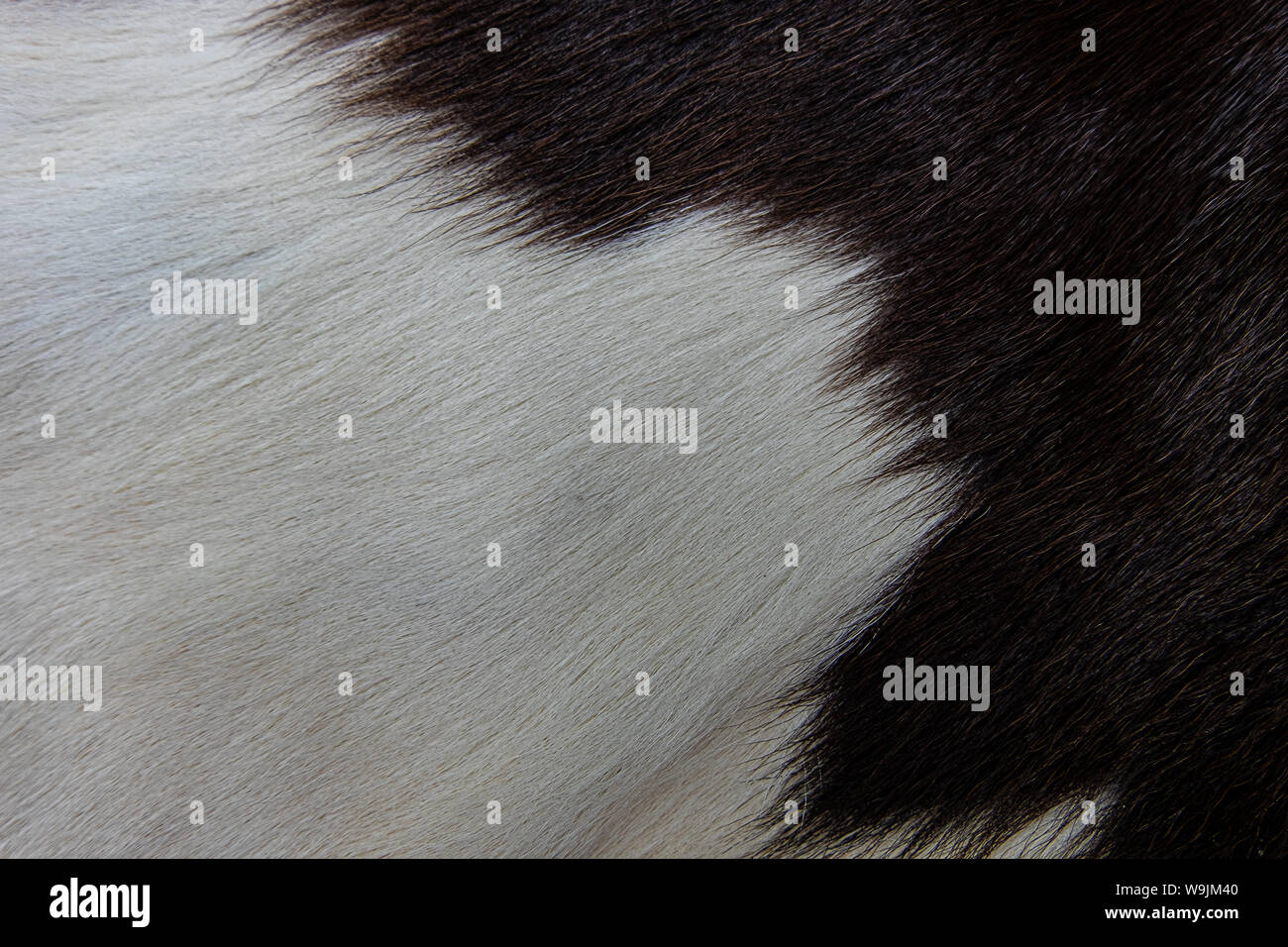 Texture of brown Cow skin coat with fur black white and brown spots ...