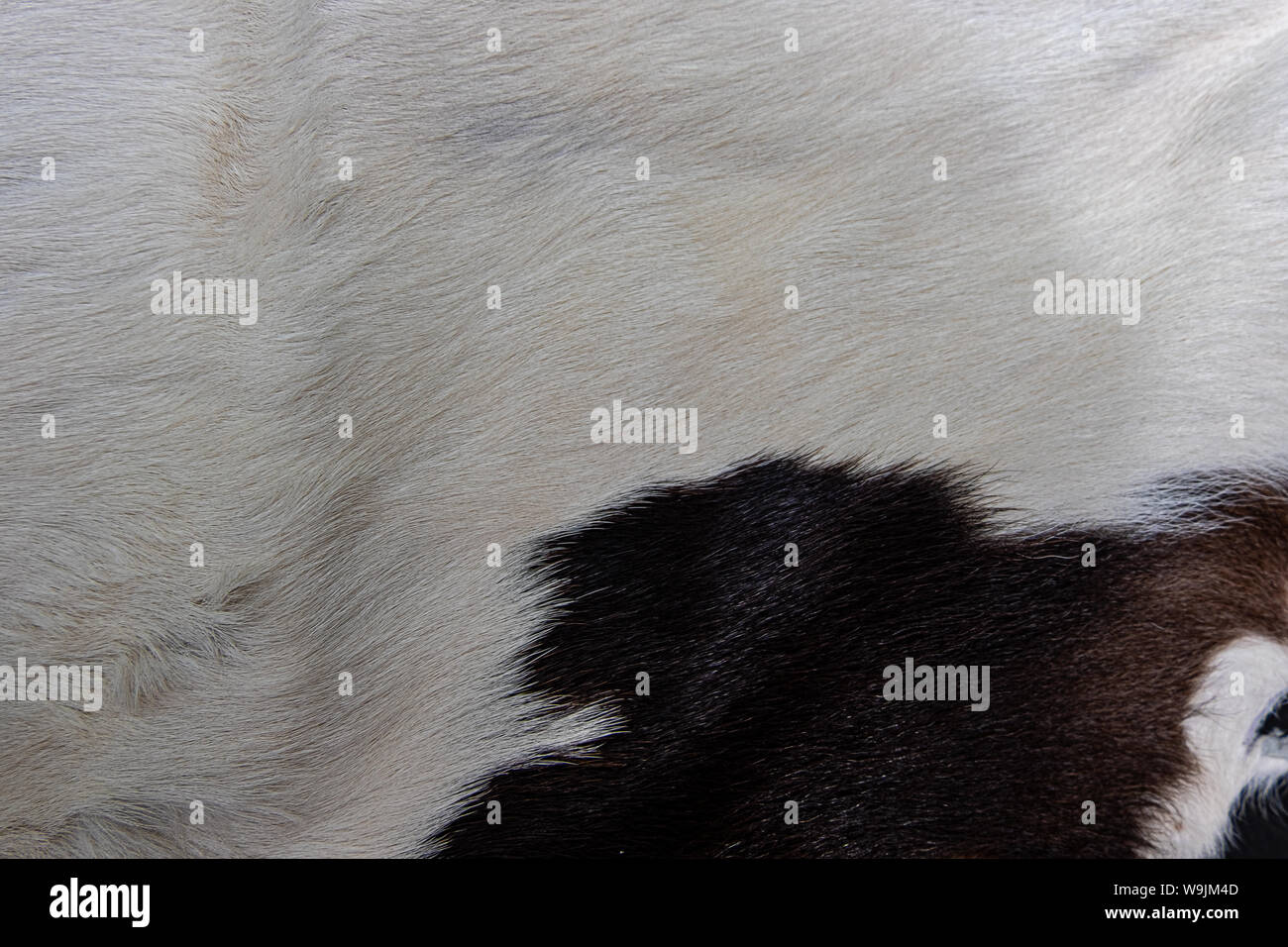 Texture of brown Cow skin coat with fur black white and brown spots ...