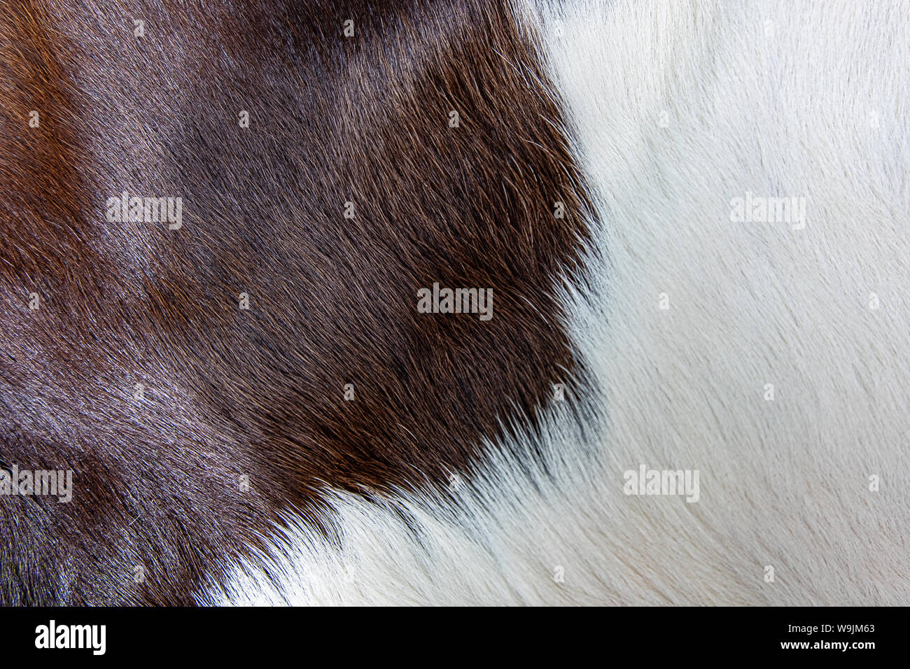 Texture of brown Cow skin coat with fur black white and brown spots ...