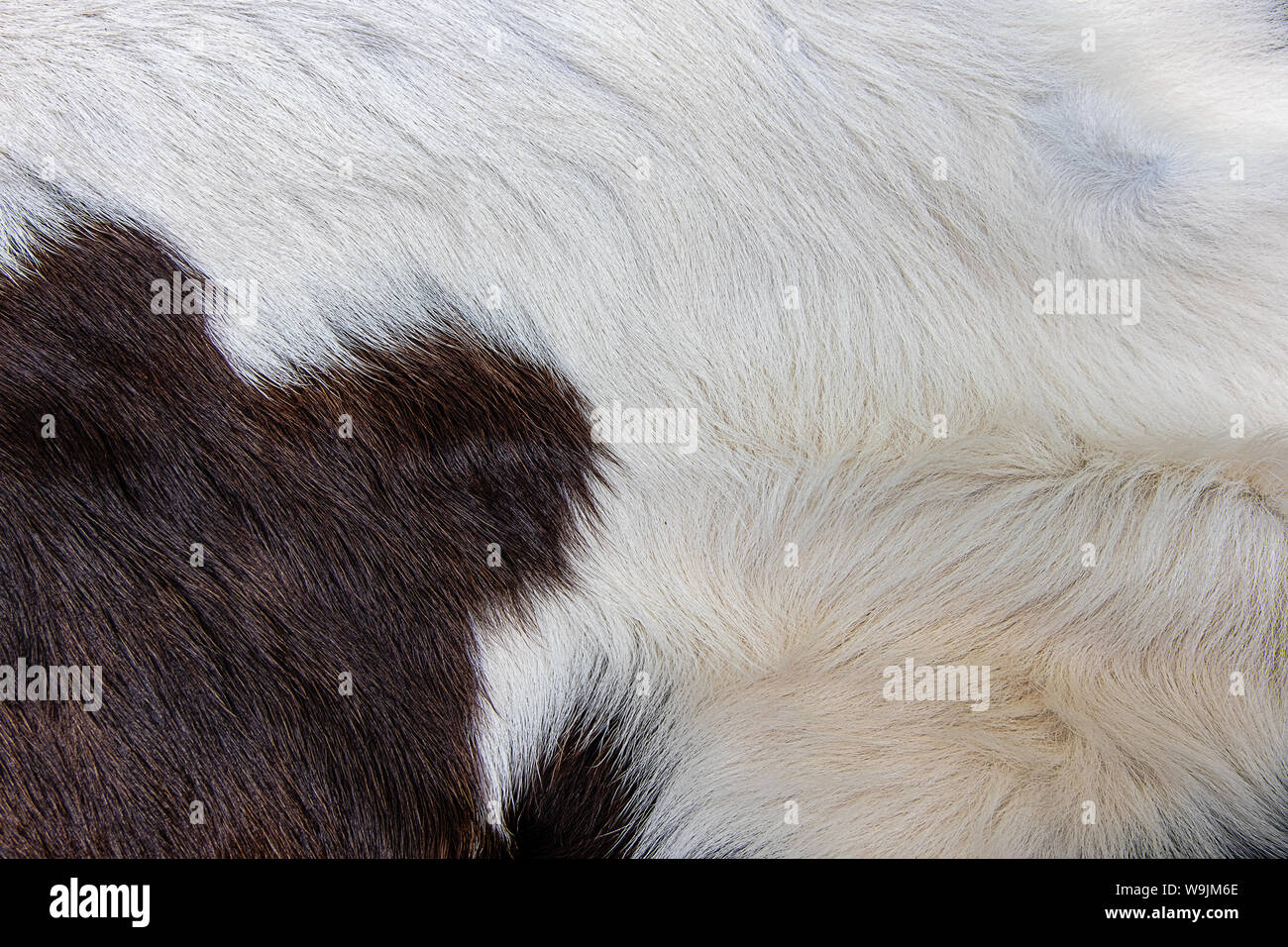 Texture of brown Cow skin coat with fur black white and brown spots ...