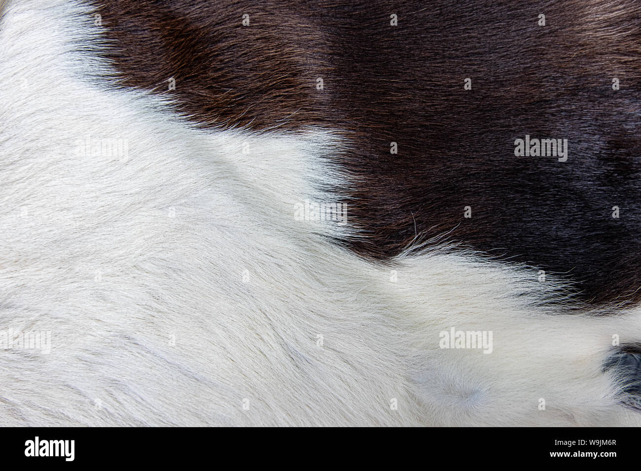 Texture of brown Cow skin coat with fur black white and brown spots ...