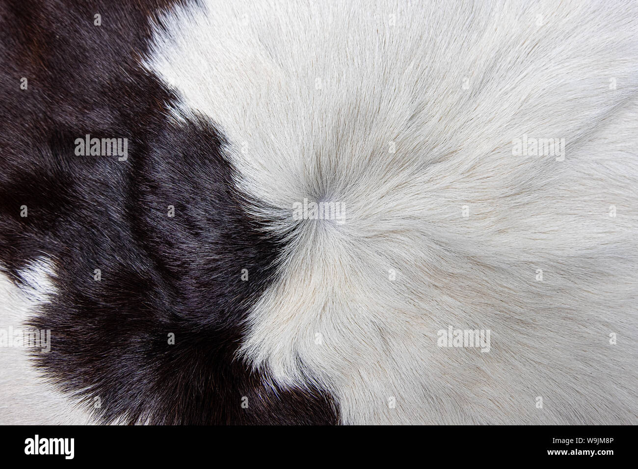 Texture of brown Cow skin coat with fur black white and brown spots ...