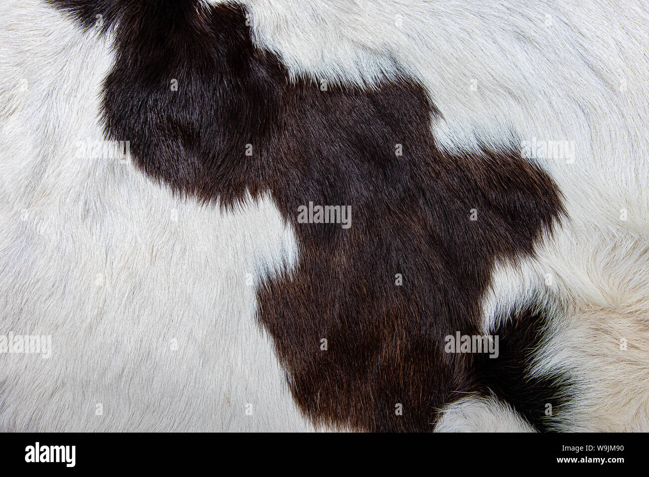 Texture of brown Cow skin coat with fur black white and brown spots ...