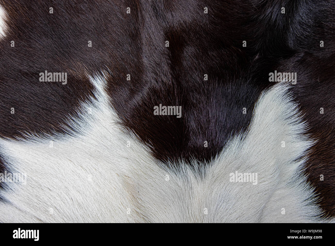 Texture of brown Cow skin coat with fur black white and brown spots ...