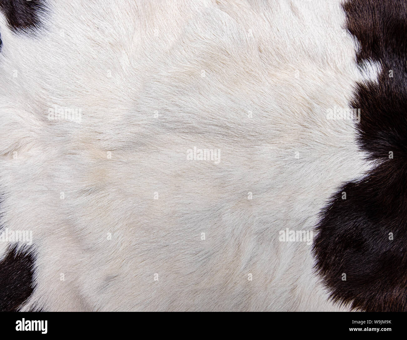 Texture of brown Cow skin coat with fur black white and brown spots ...