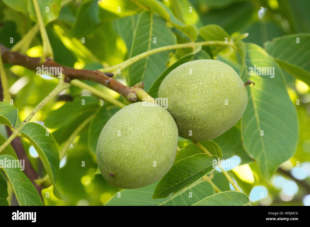 Tree nuts hi-res stock photography and images - Alamy