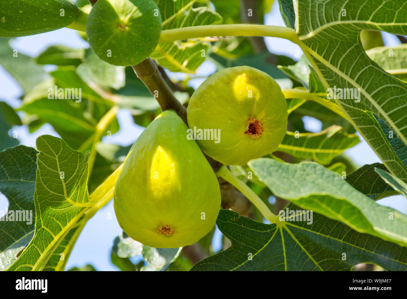 Ripening fig fruits on plant Stock Photo - Alamy