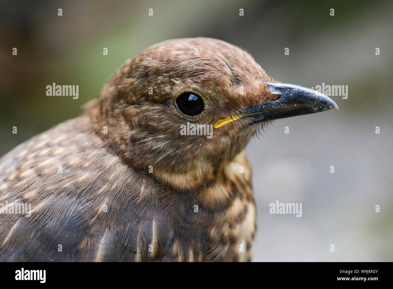 Blackbird (Turdus merula), young bird Stock Photo - Alamy