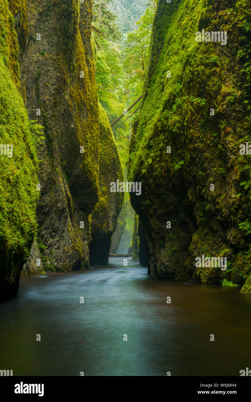 Oneonta Gorge, Columbia River Gorge, Oregon Stock Photo - Alamy