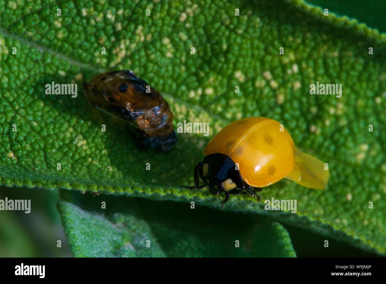 7-spot Ladybird (Coccinella septempuncata) newly emerged from pupa with ...