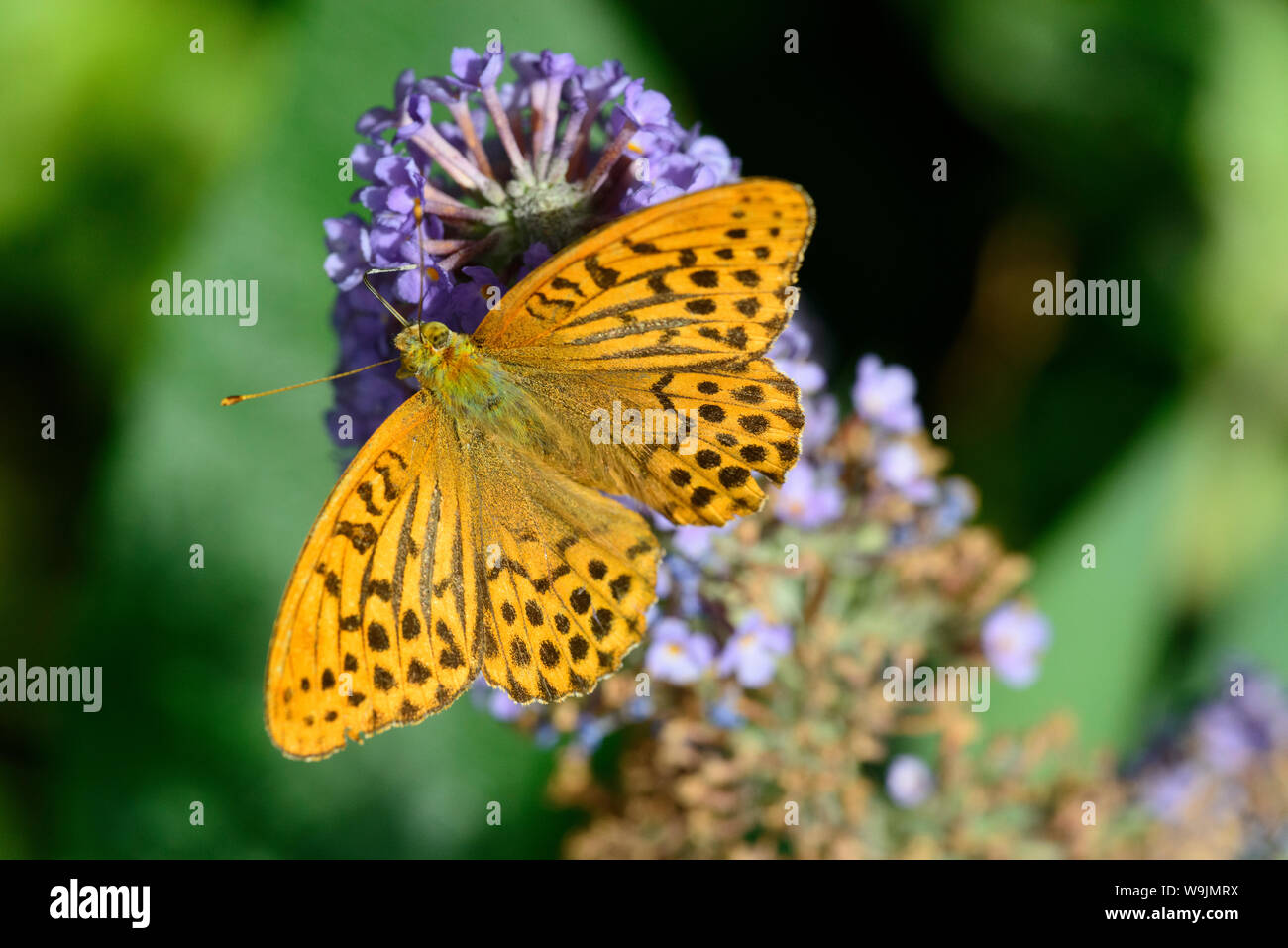 Silver-washed Fritillary butterfly (Argynnis paphia), on Buddlleia ...