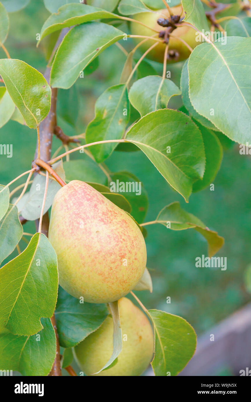 Pear hanging on a tree and Matures in late summer Stock Photo - Alamy