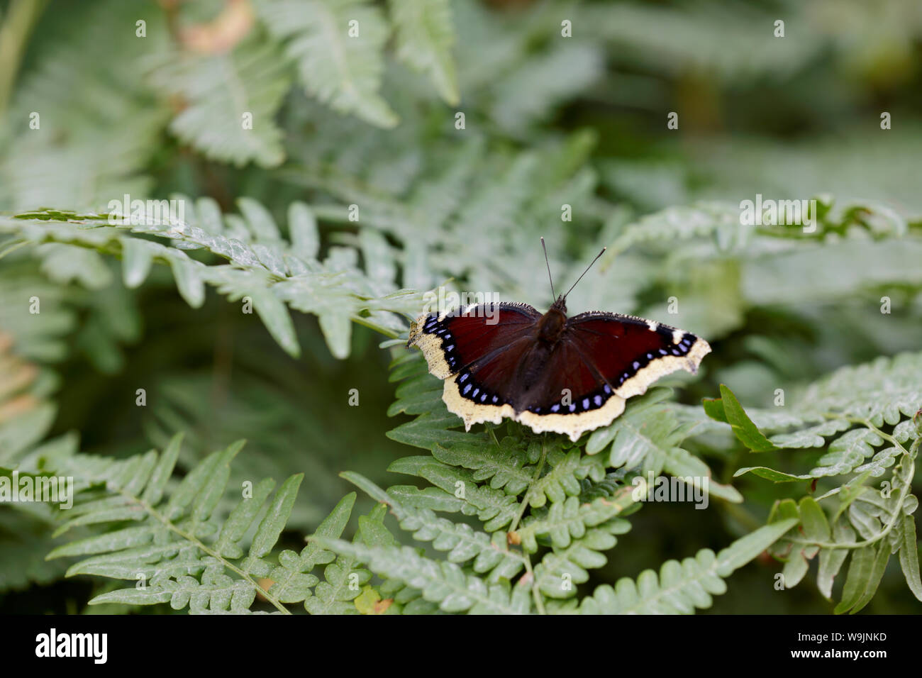 A mourning cloak butterfly hi-res stock photography and images - Alamy